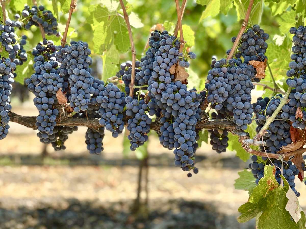 Trang chủ - TK Wine Cellars