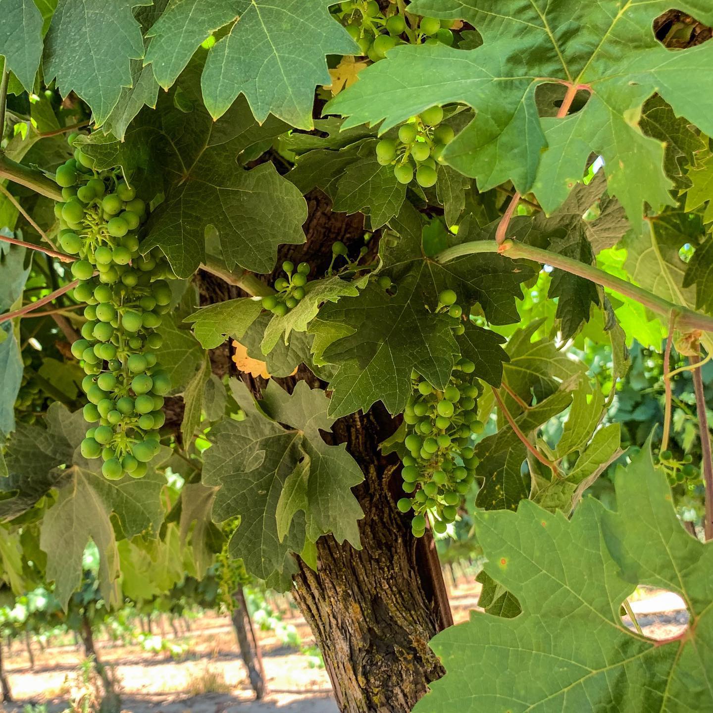 Trang chủ - TK Wine Cellars